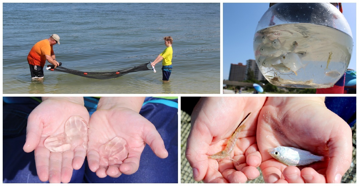 DIY Sea Creature Catching Net